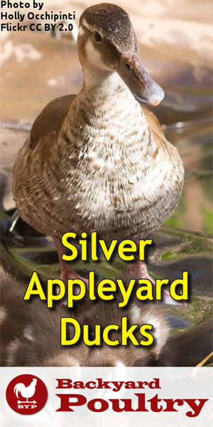 Silver Appleyard Duck Breed Profile - Backyard Poultry